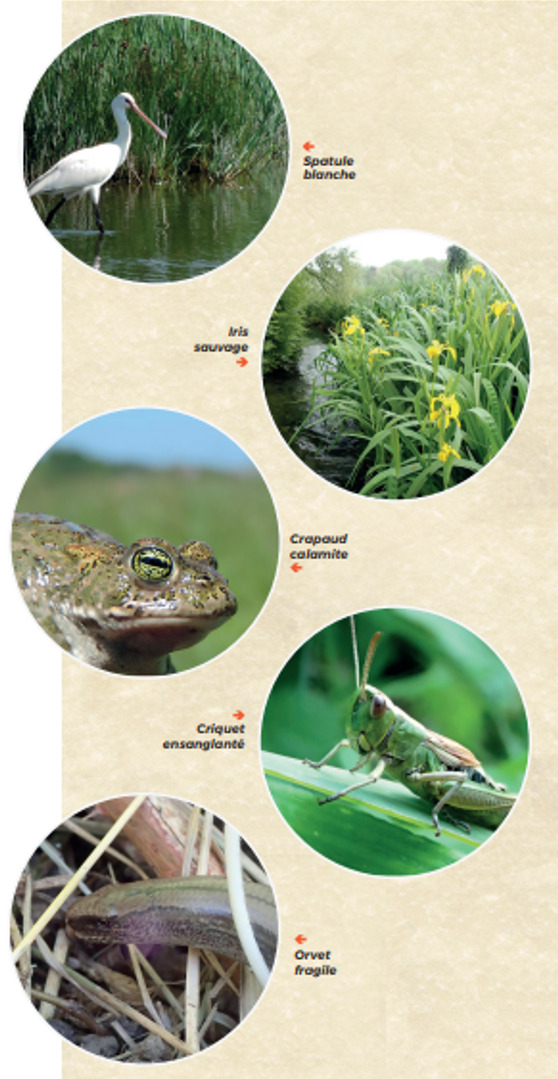 Fauna-Flora Inventory: No show for the water shrew – Promoting ...